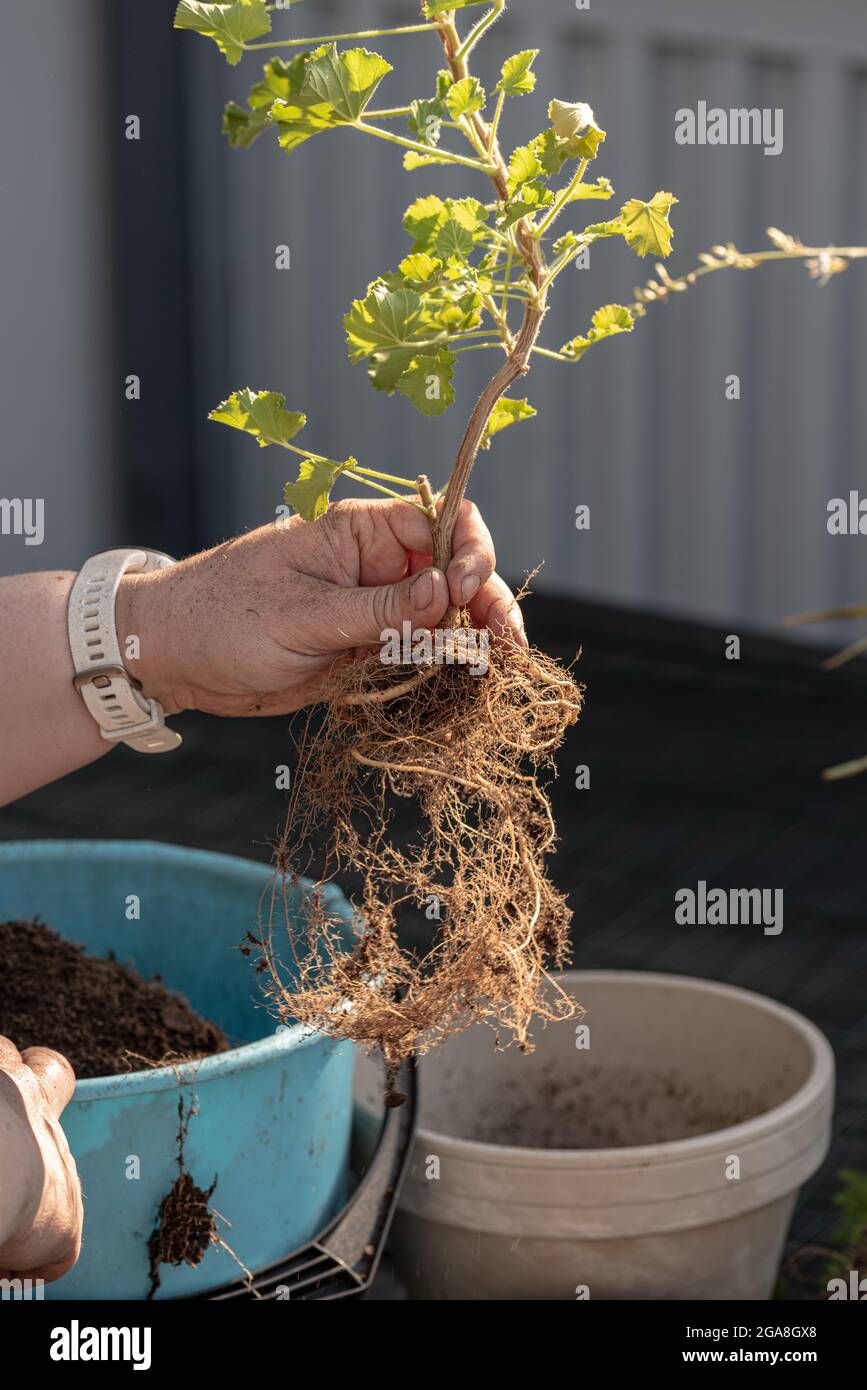 Long white roots of a green plant being repotted Stock Photo - Alamy