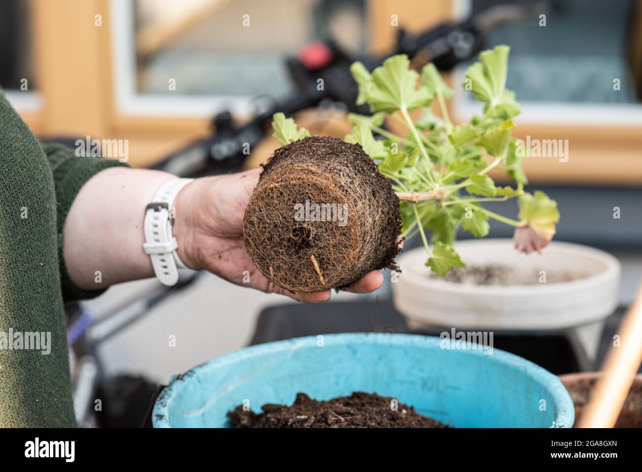Massive plant pot hi-res stock photography and images - Alamy