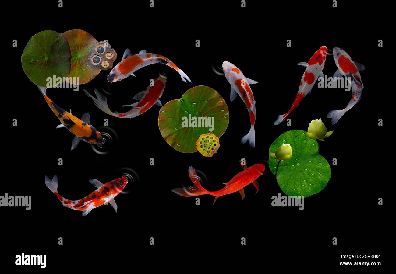 Koi fish in the lotus flower garden Stock Photo - Alamy