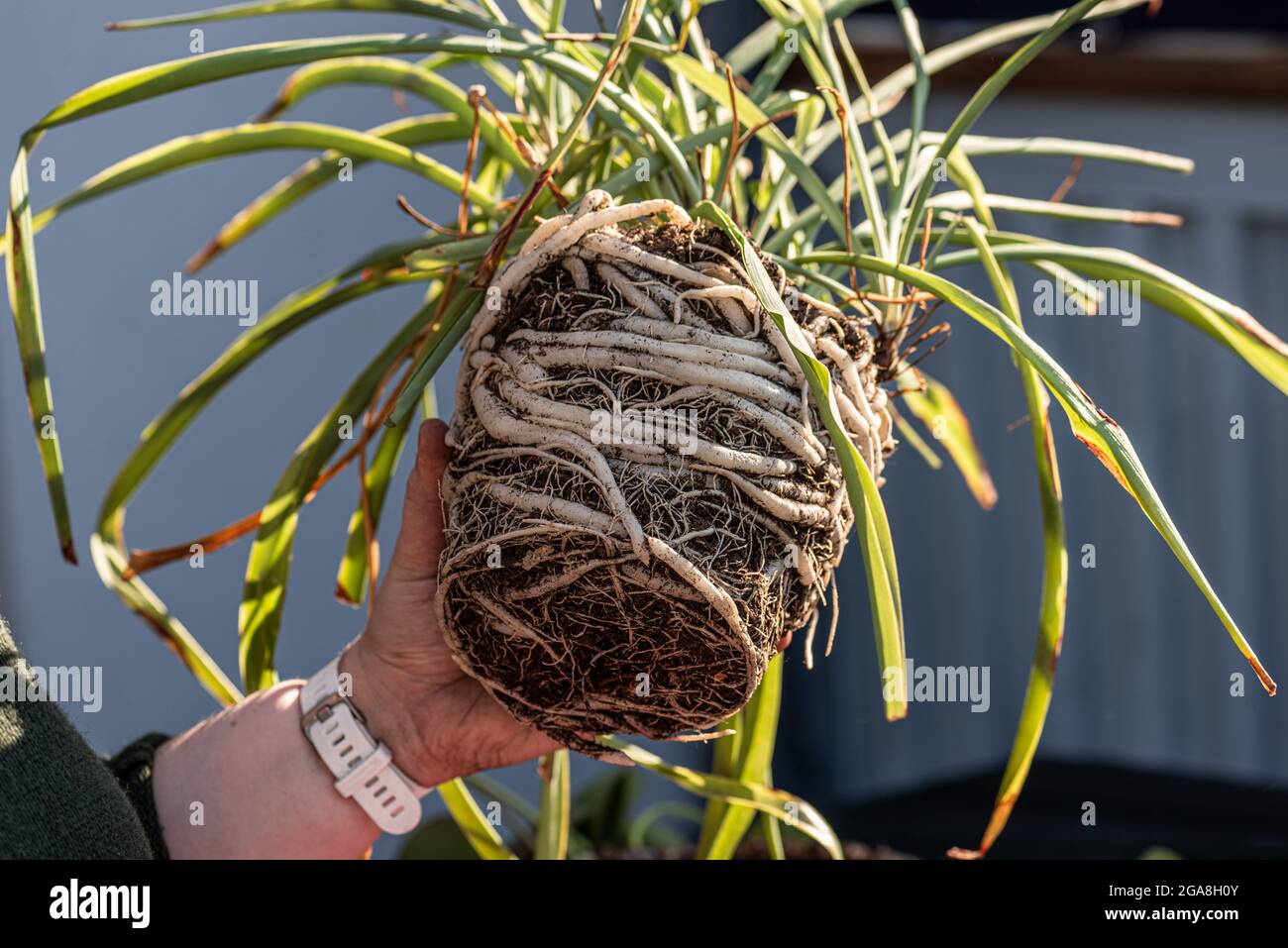 Long white roots of a spider plant, Chlorophytum comosum Stock Photo ...