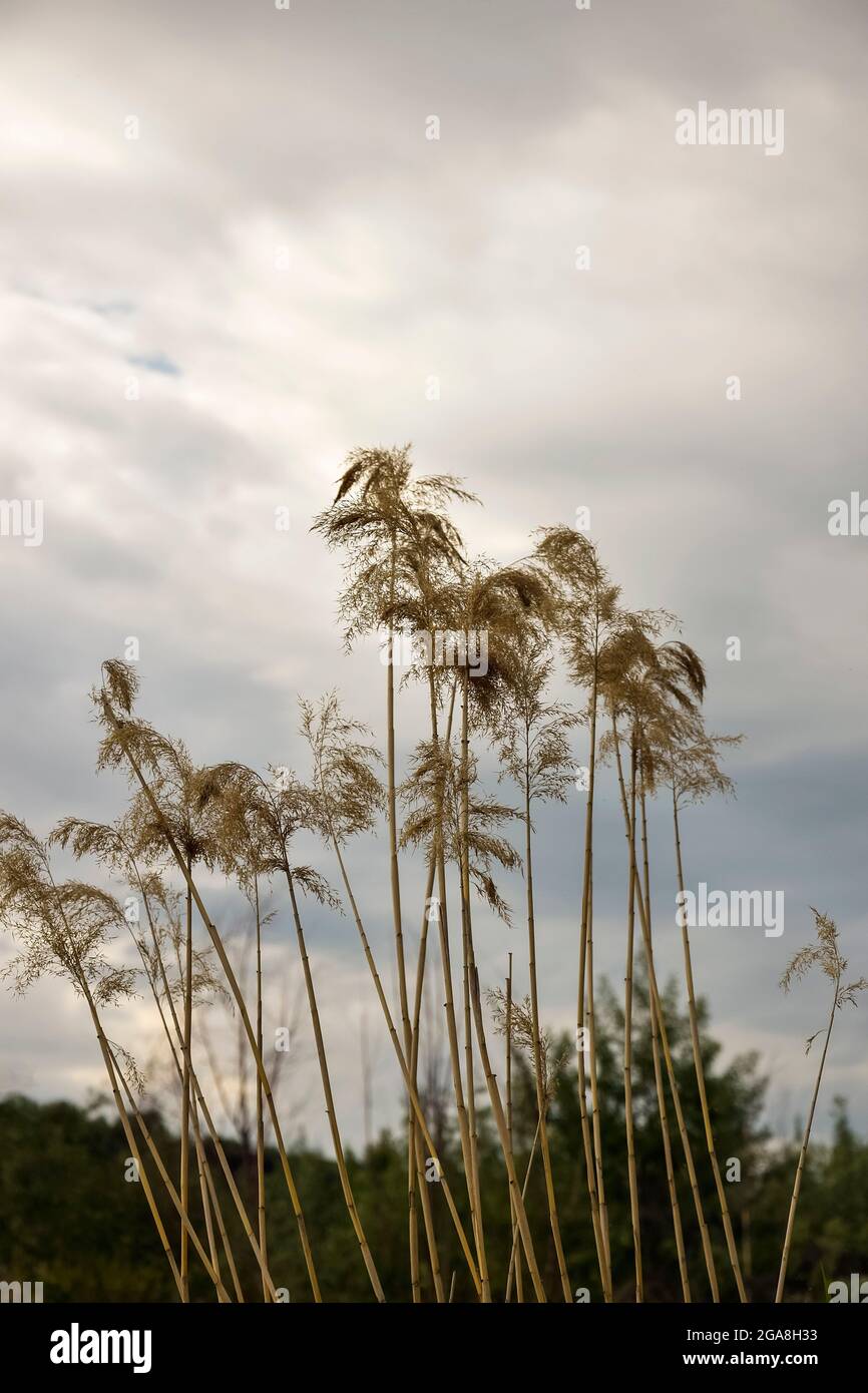 Thickets of dry coastal reeds against background of gray cloudy sky ...