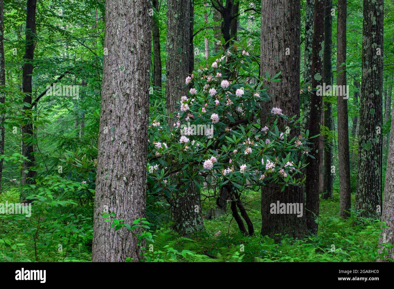Rhododendron, Rhododendron maximum, also known as Great Laurel and ...