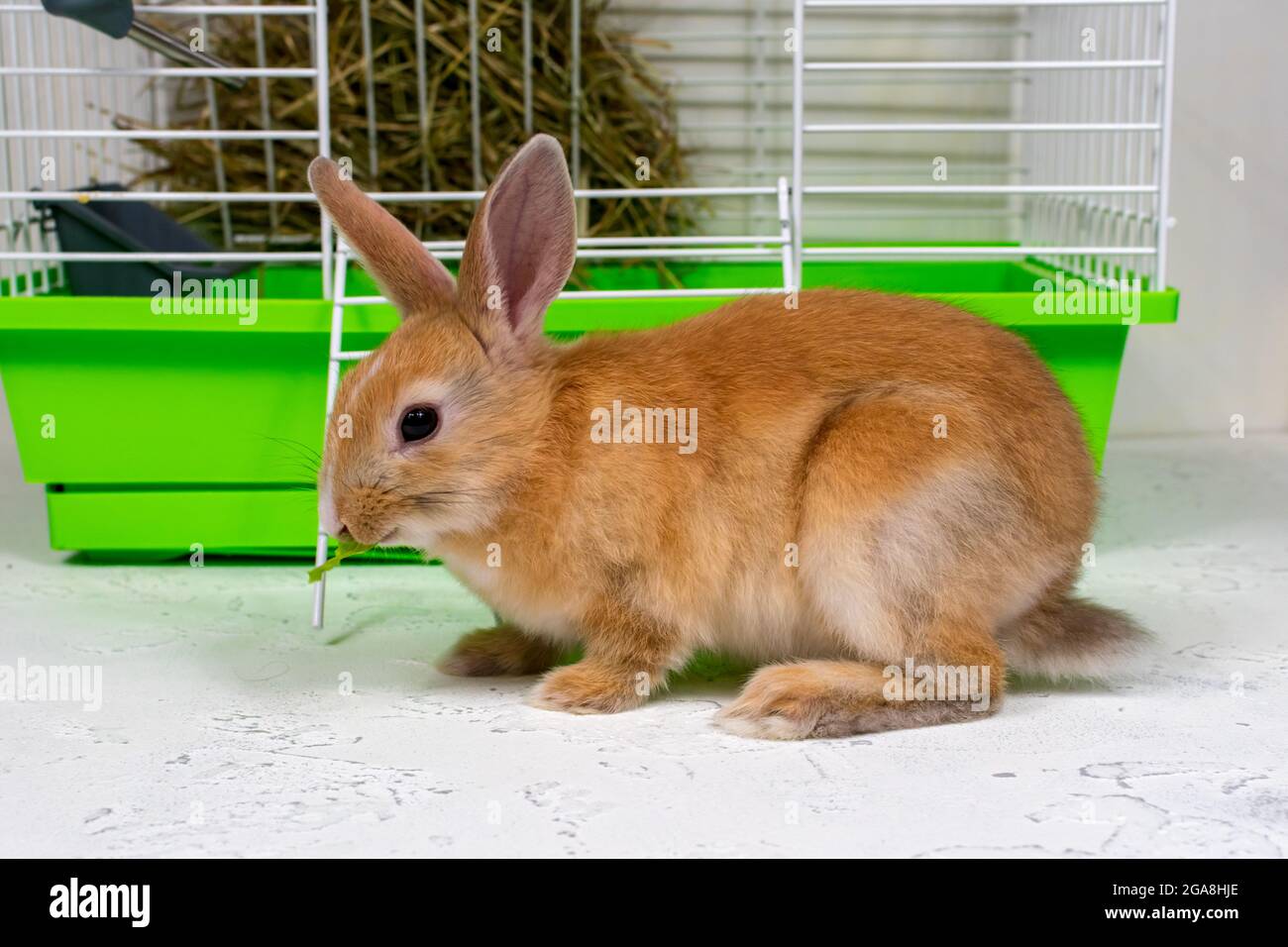 Palomino Rabbit Babies