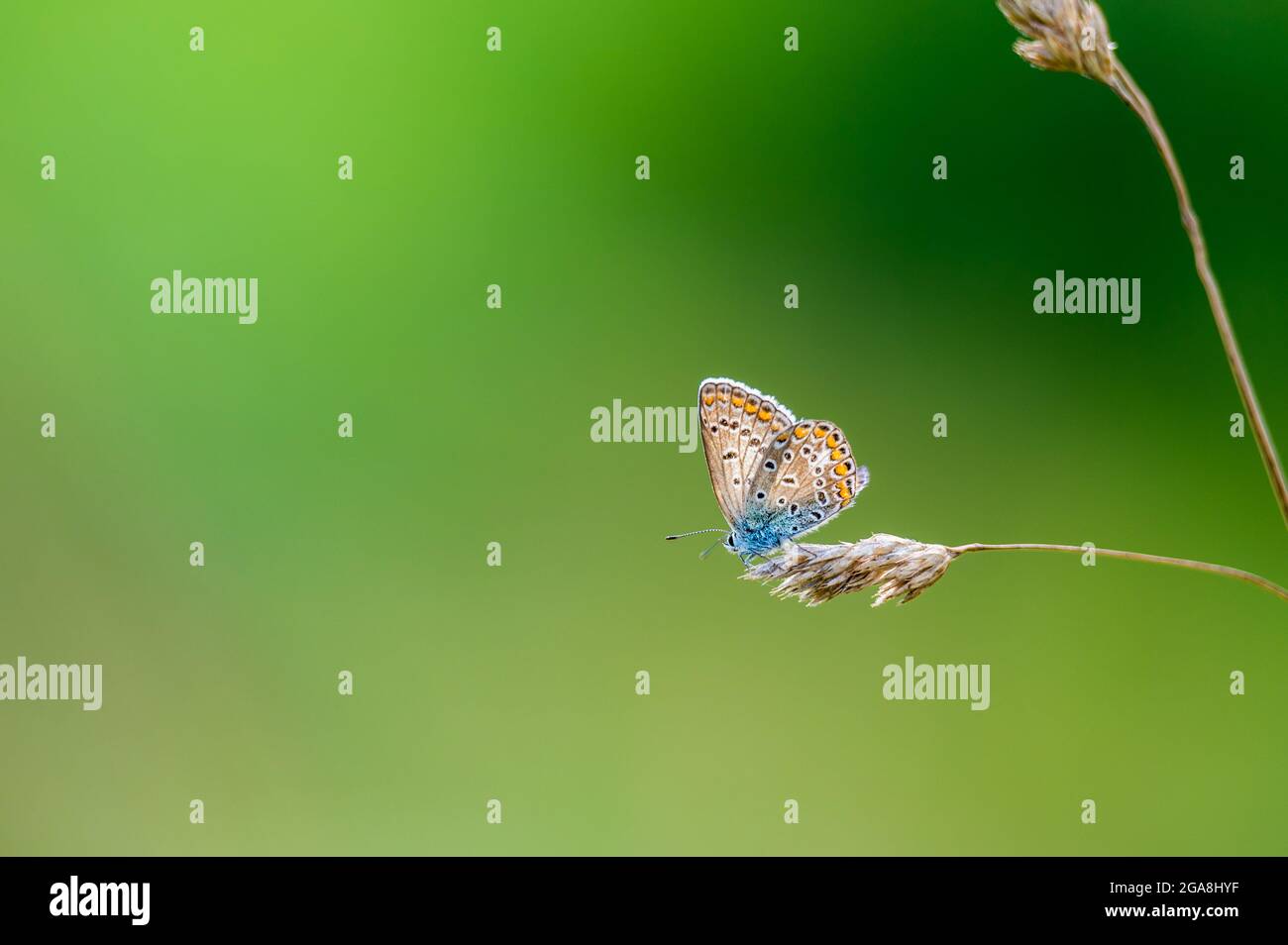 Nice butterflies hi-res stock photography and images - Alamy