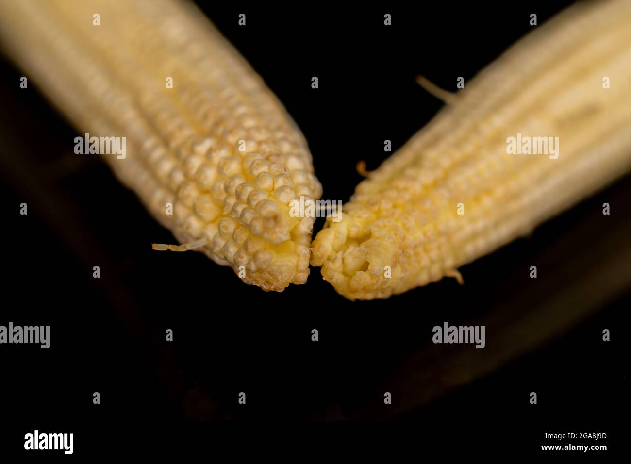 two bright yellow ripe sweet organic mini corns, close-up, on a black ...