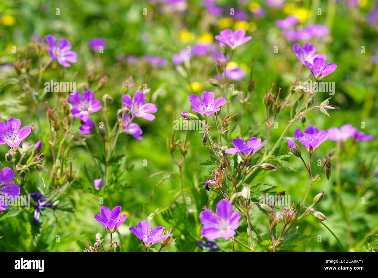 Field meadow with purple woodland geranium/wood cranesbill flowers ...