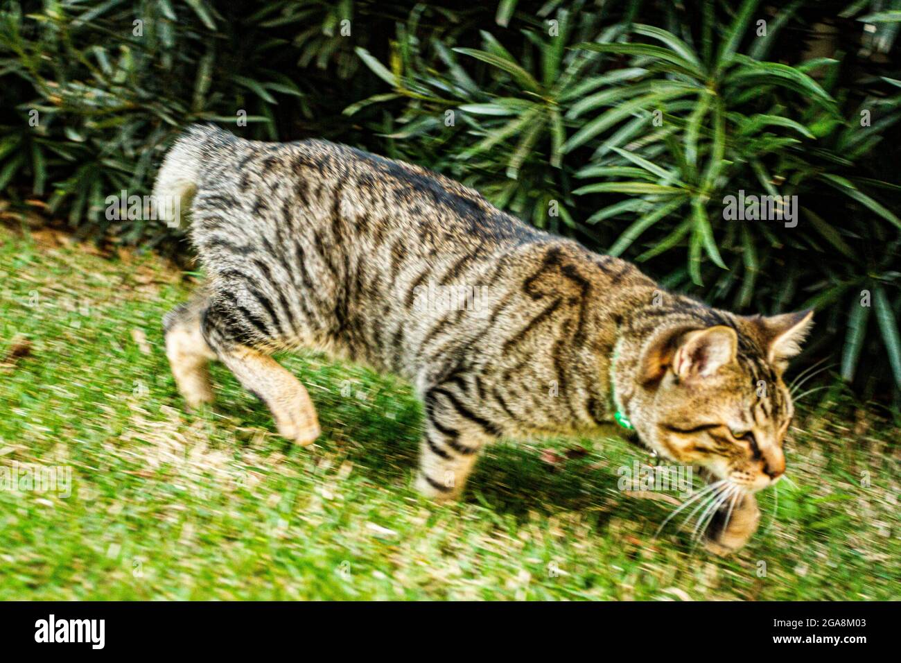 Domestic cat (Felis catus) walking on the grass. Florianopolis, Santa ...