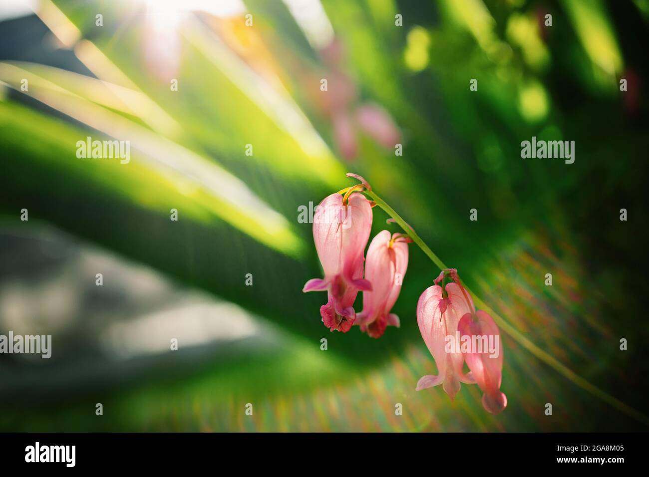 flower of the broken heart of the dicenter on a beautiful green bright ...