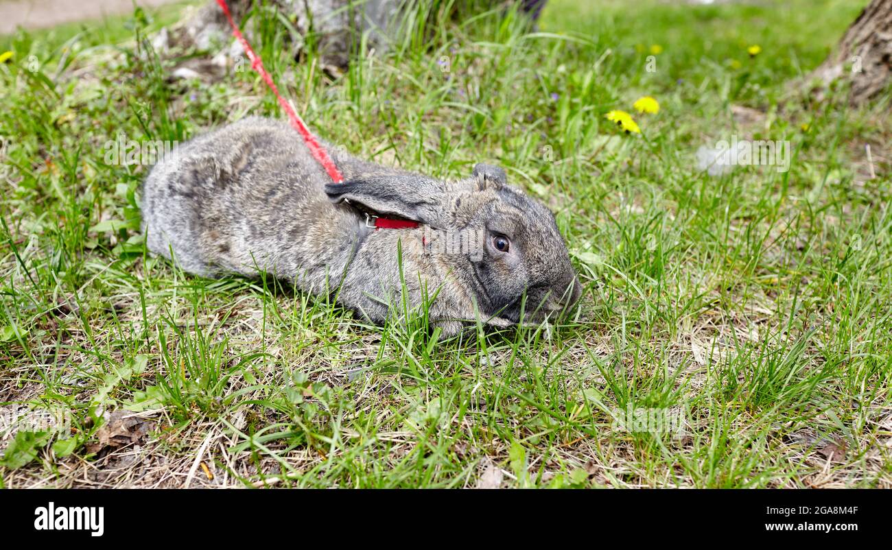 Big rabbit in forest. Lovely and lively bunny in nature Stock Photo - Alamy