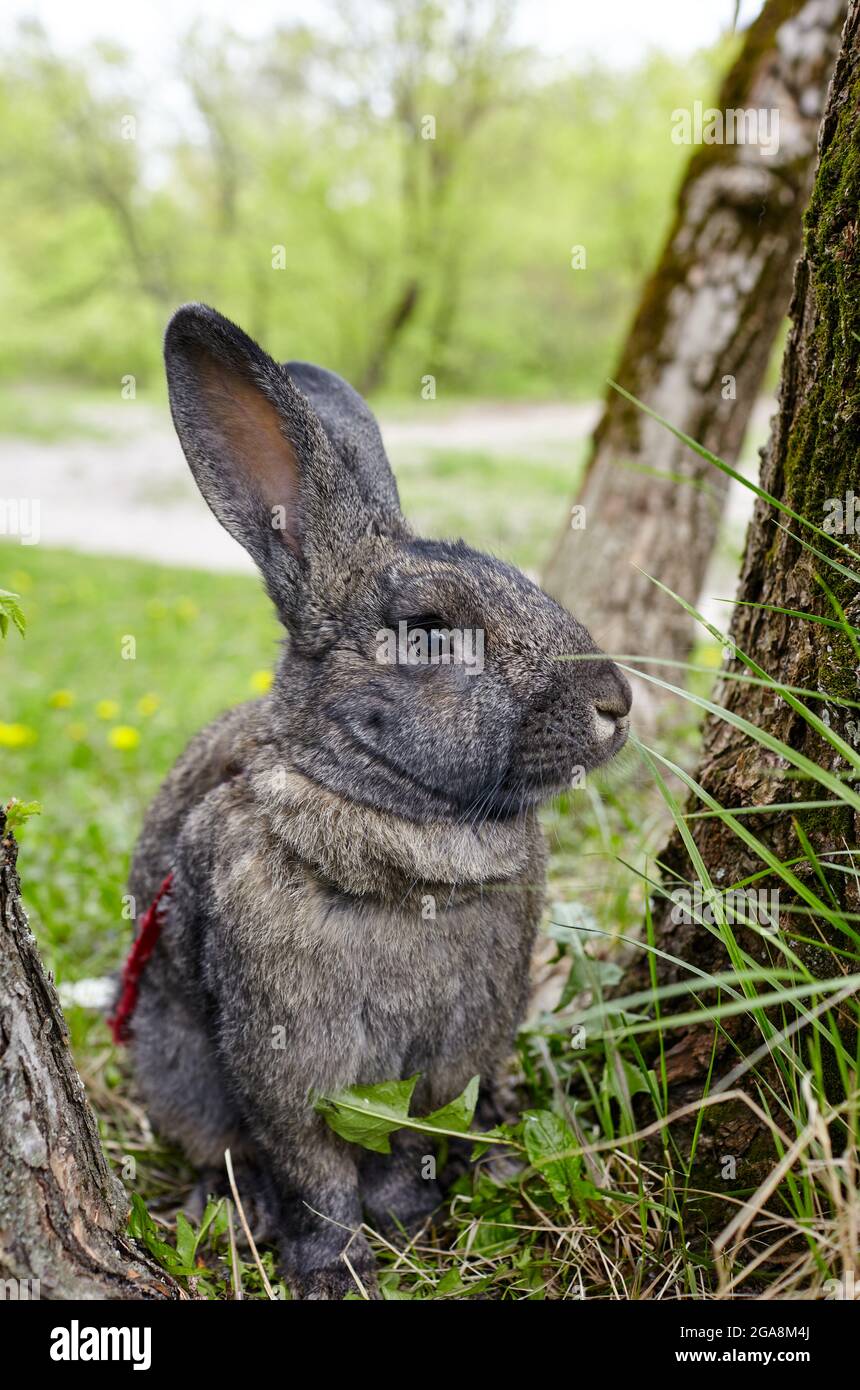 Big rabbit in forest. Lovely and lively bunny in nature Stock Photo - Alamy