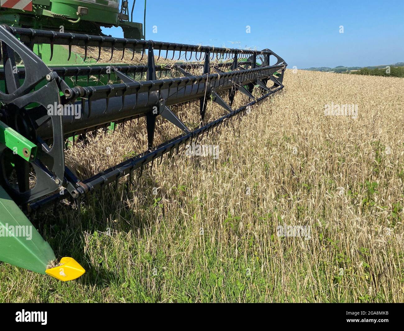 farmer on grain harvester harvesting wheat Stock Photo - Alamy