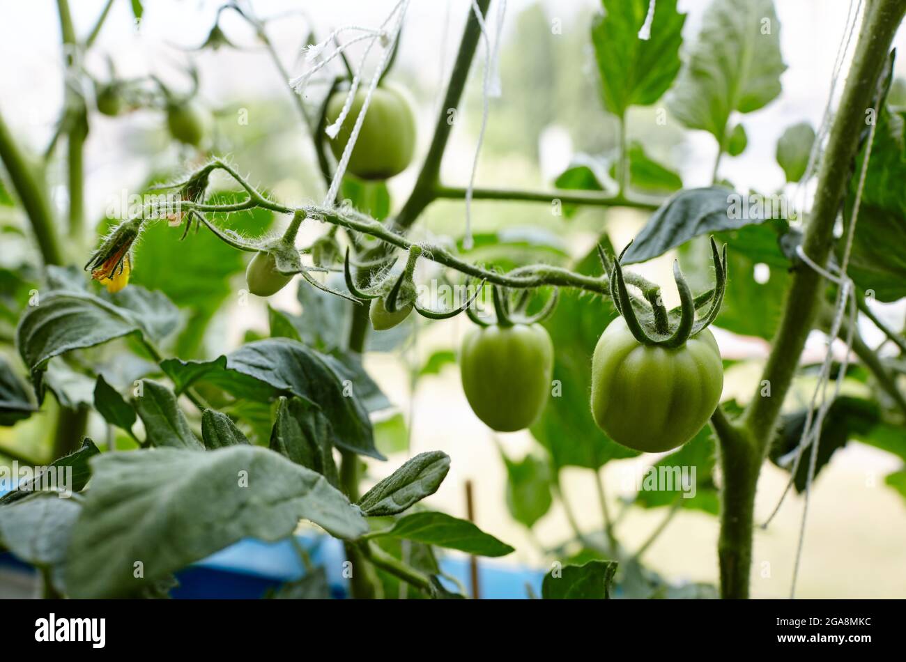 Tomato grows in a greenhouse. Growing fresh vegetables in a greenhouse Stock Photo - Alamy