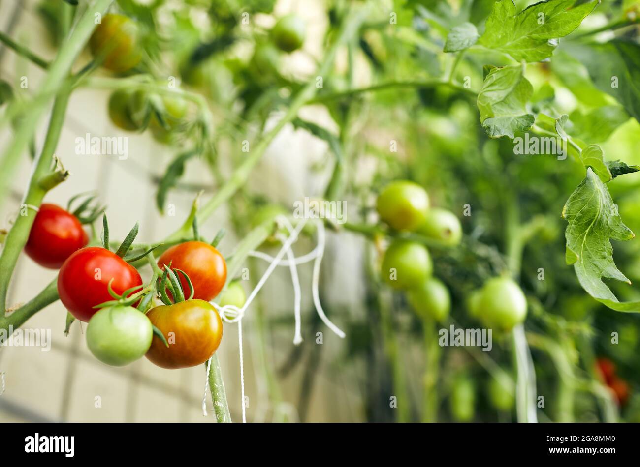 Tomato grows in a greenhouse. Growing fresh vegetables in a greenhouse Stock Photo - Alamy