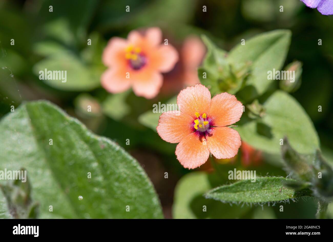 Macro shot of a scarlet pimpernel (anagallis arvensis) flower in bloom ...