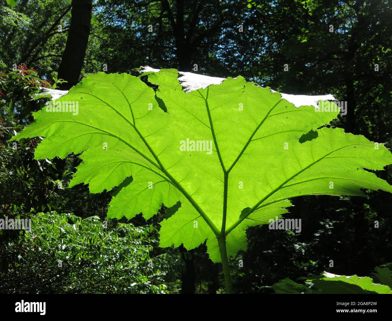 The stems and veins of a large gunnera leaf are illuminated by the ...