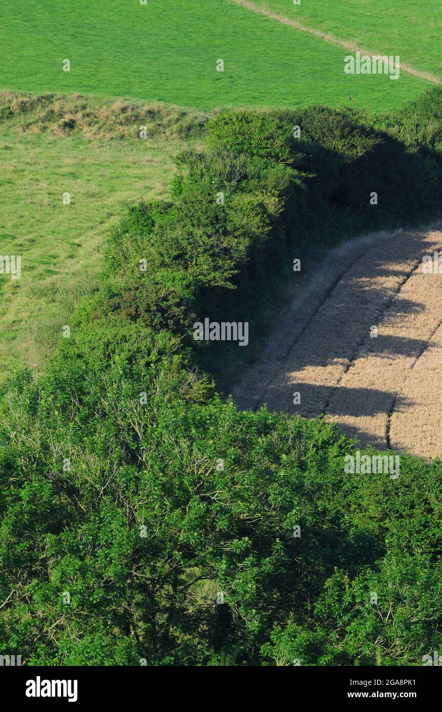 Field hedge in summer, West Dorset, UK Stock Photo - Alamy