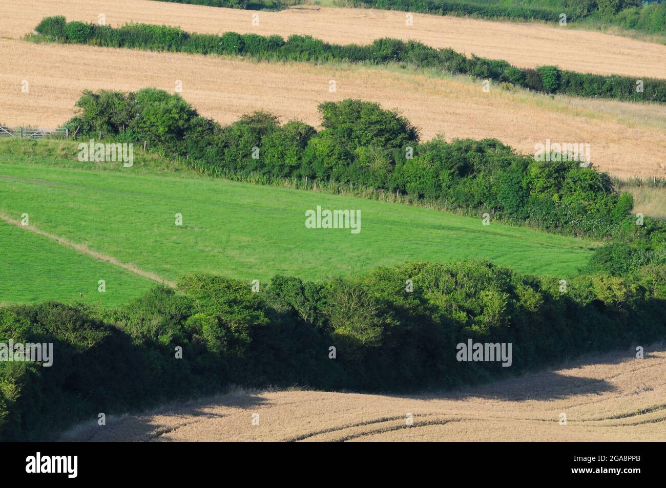 Field hedges in summer, West Dorset, UK Stock Photo - Alamy