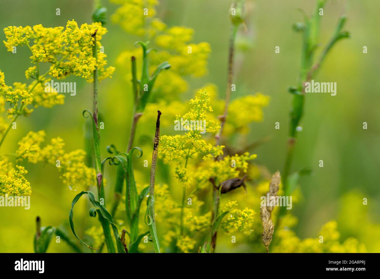 Yellow Galium flowers in the park Stock Photo - Alamy