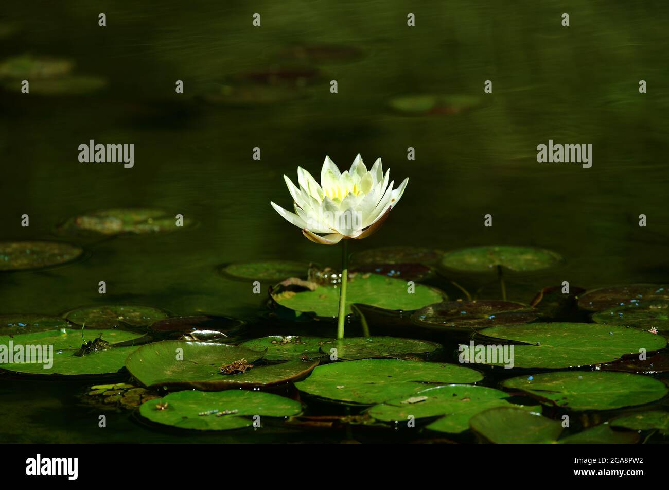 Mexican waterlily (nymphaea mexicana) on a pond Stock Photo - Alamy