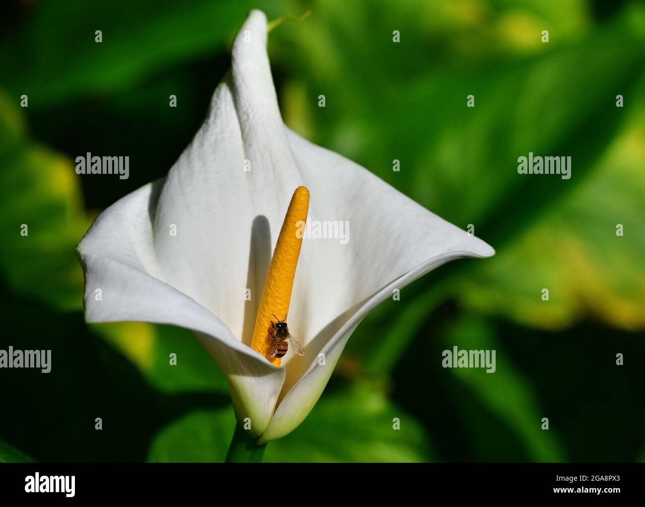 Close up view of Honey Bee on Calla Lily or Arum lily (Zantedeschia ...