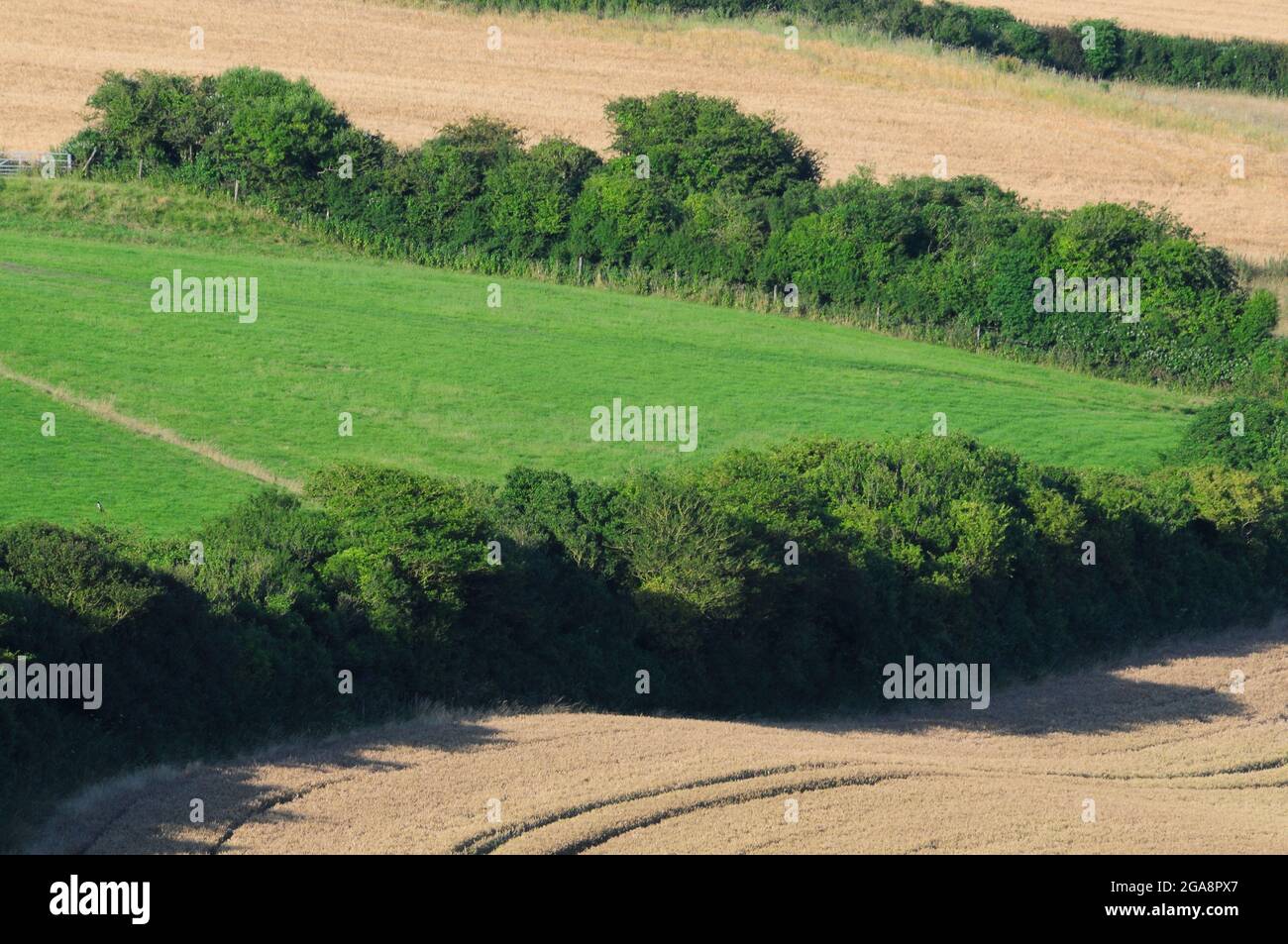 Field hedges in summer, West Dorset, UK Stock Photo - Alamy