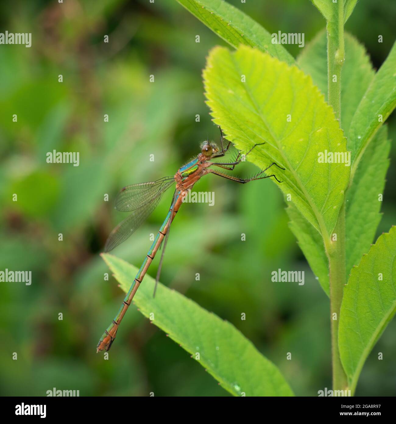 Emerald damselfly aka Lestes sponsa Stock Photo - Alamy