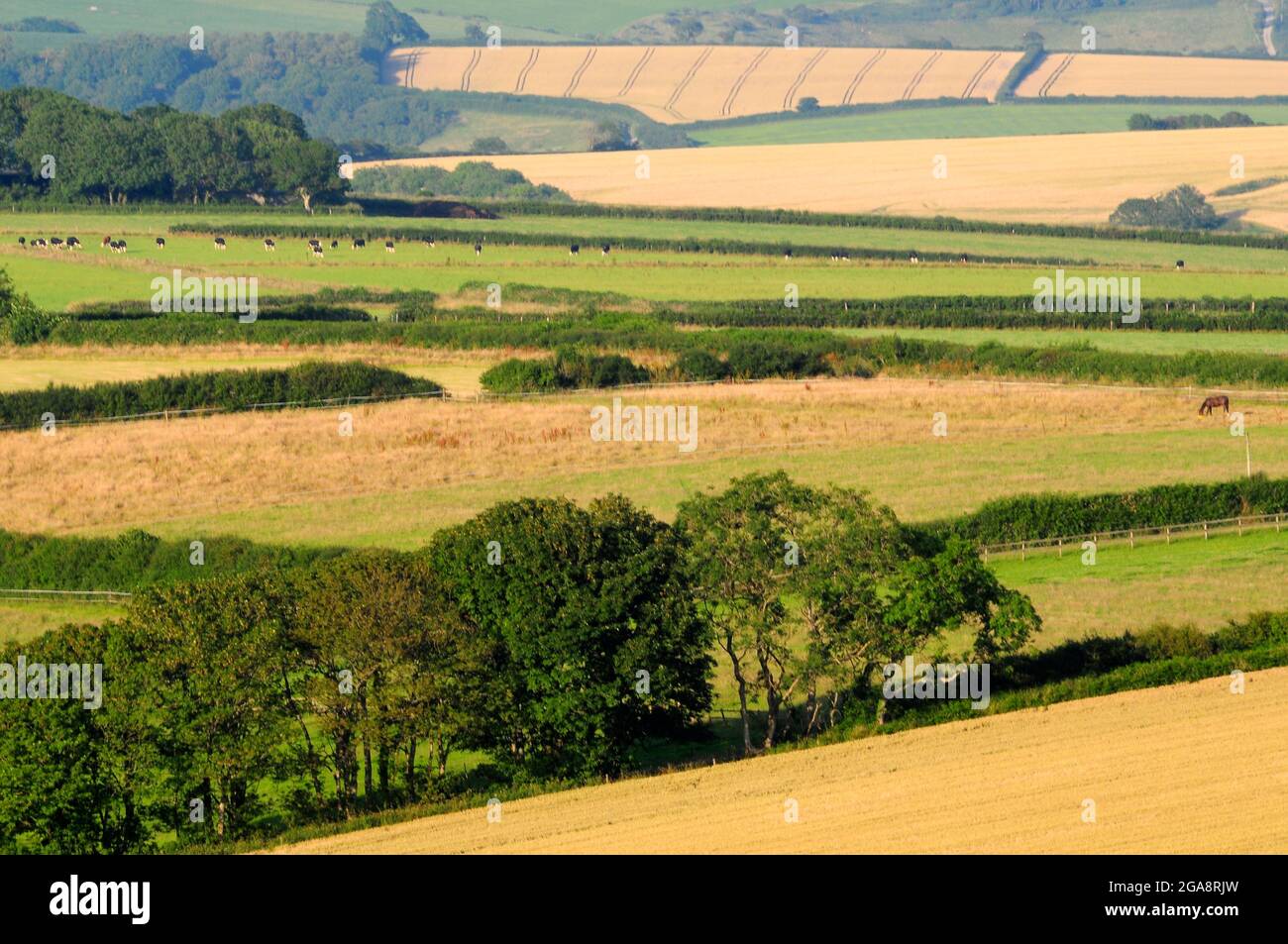 Arable farm land in West Dorset, UK Summer Stock Photo - Alamy
