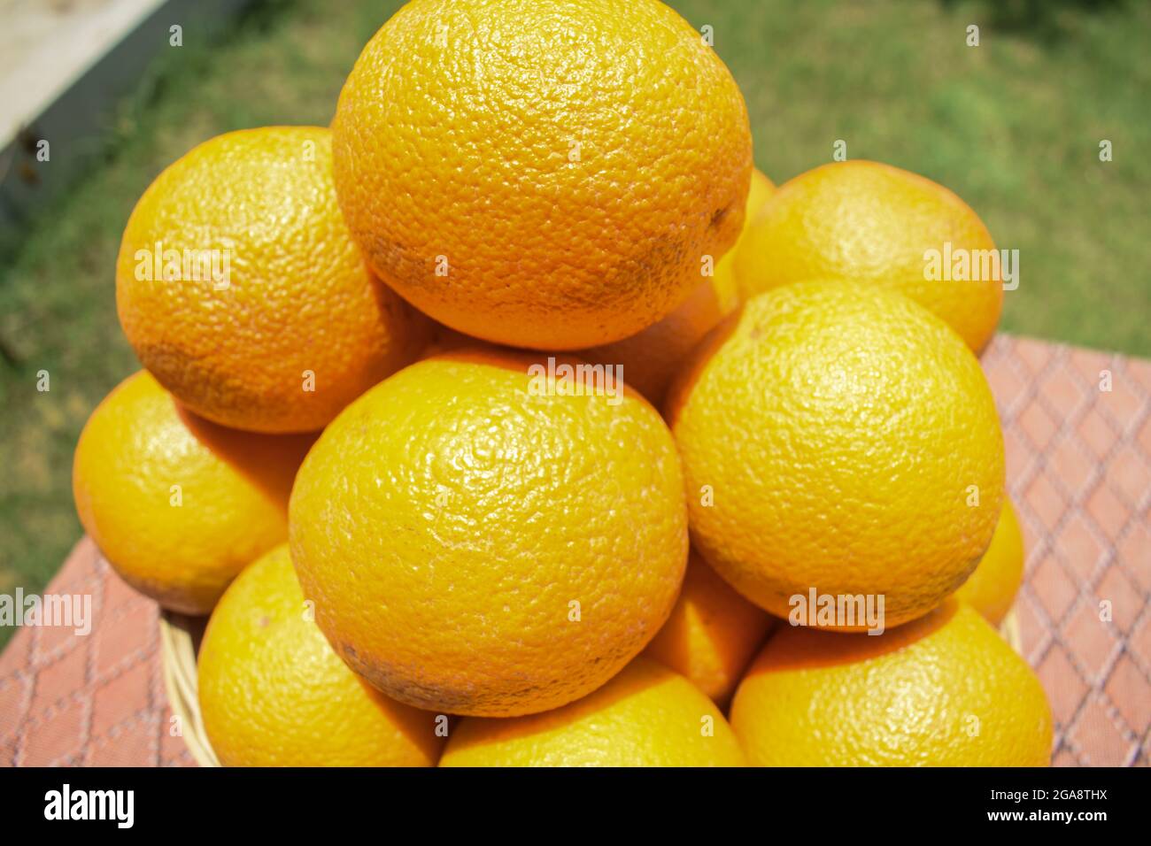 Farm fresh heaps of Citrus fruits Maltas in wicker basket. Organic ...