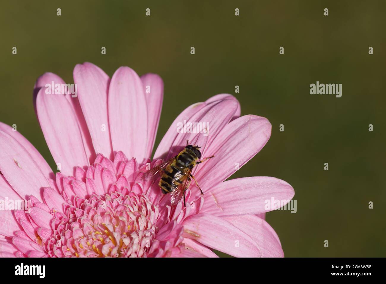Close up pink flower of a Gerbera, family Asteraceae and Batman ...