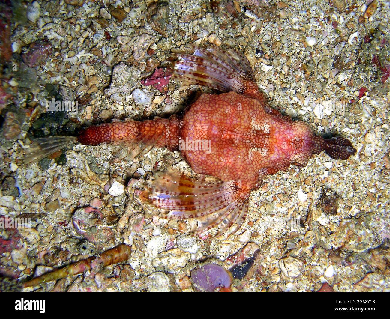 Unknown red fish on the ground in the filipino sea 16.11.2015 Stock ...