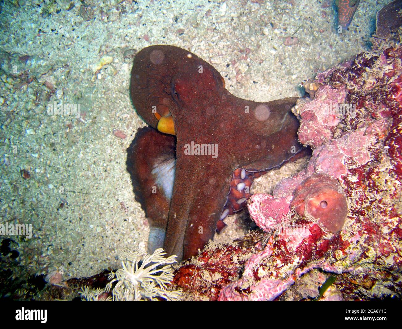 Common Octopus (Octopus Vulgaris) on the ground in the filipino sea 22. ...