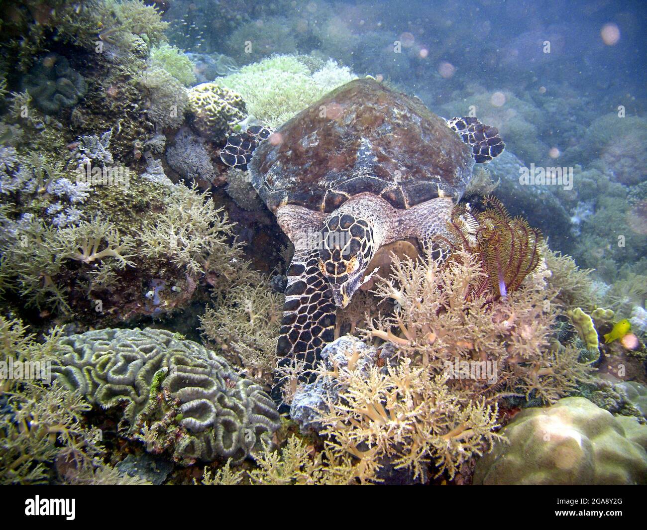 Reptile in philippines hi-res stock photography and images - Alamy