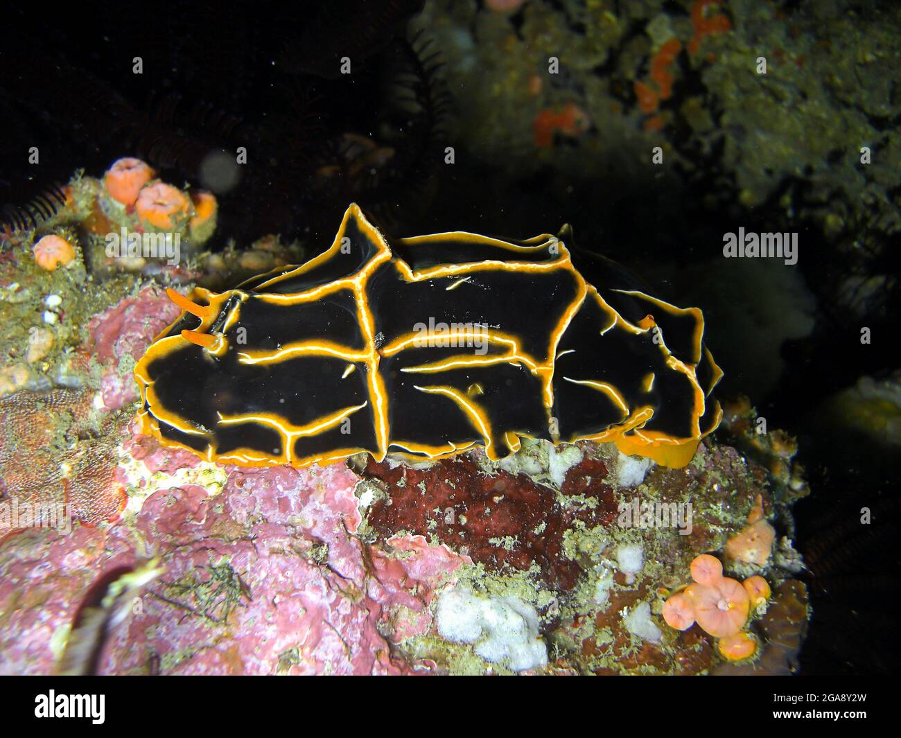 Yellow Sea Slug