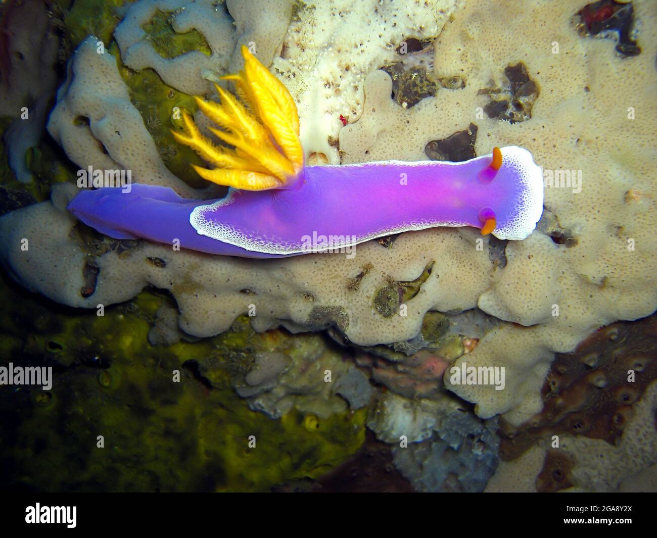 Purple Nudibranch or Sea Slug (Hypselodoris Apolegma) on the ground in ...