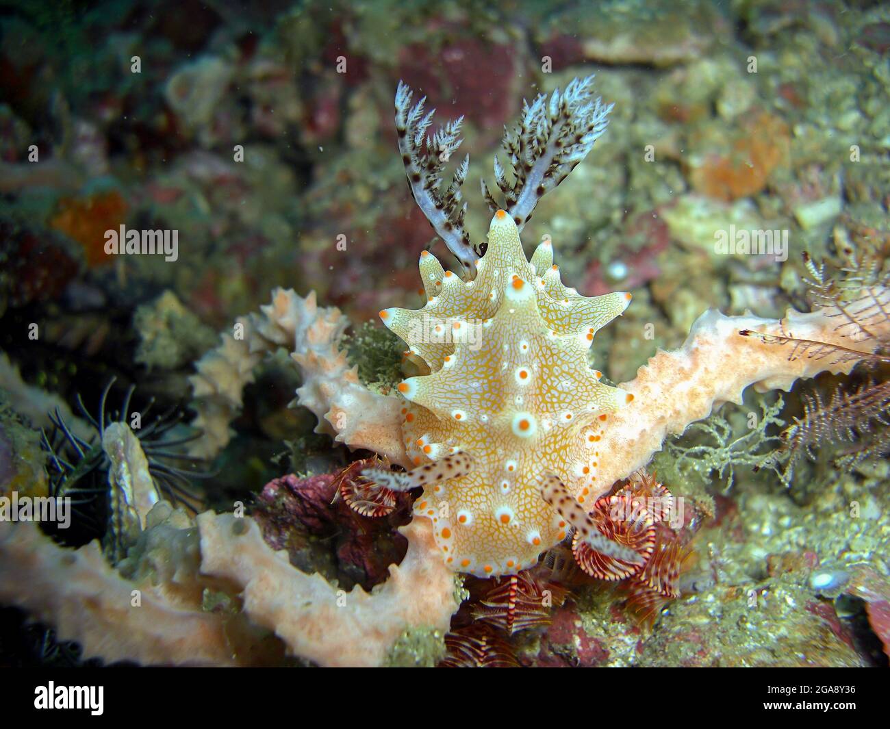 Philippines underwater nudibranch hi-res stock photography and images ...