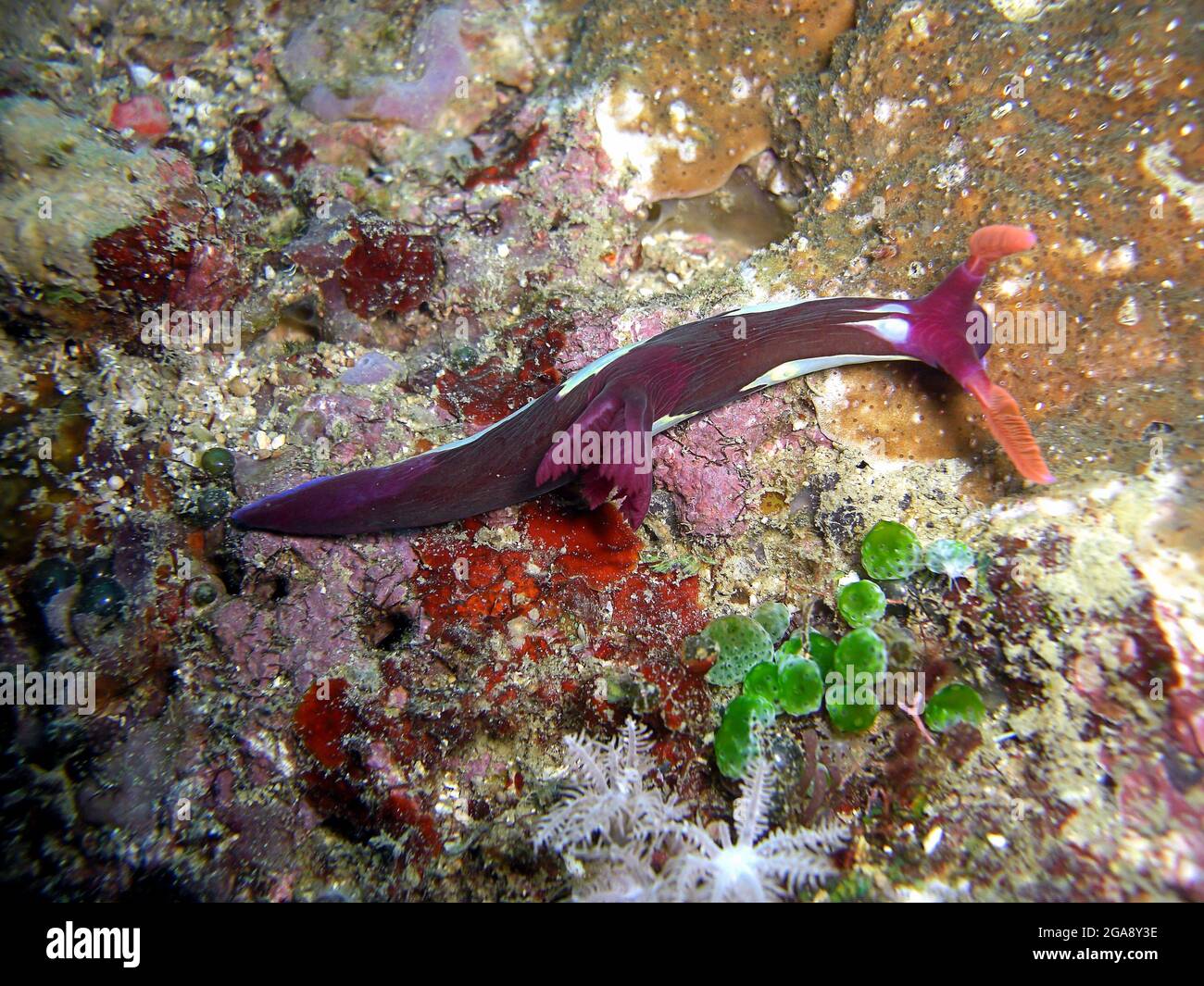 Nudibranch swimming underwater hi-res stock photography and images - Alamy