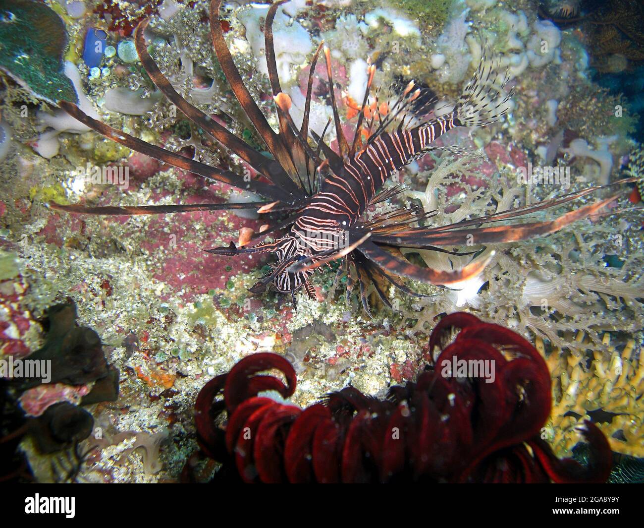 Devil Firefish (Pterois Miles) on the ground in the filipino sea 7.12. ...