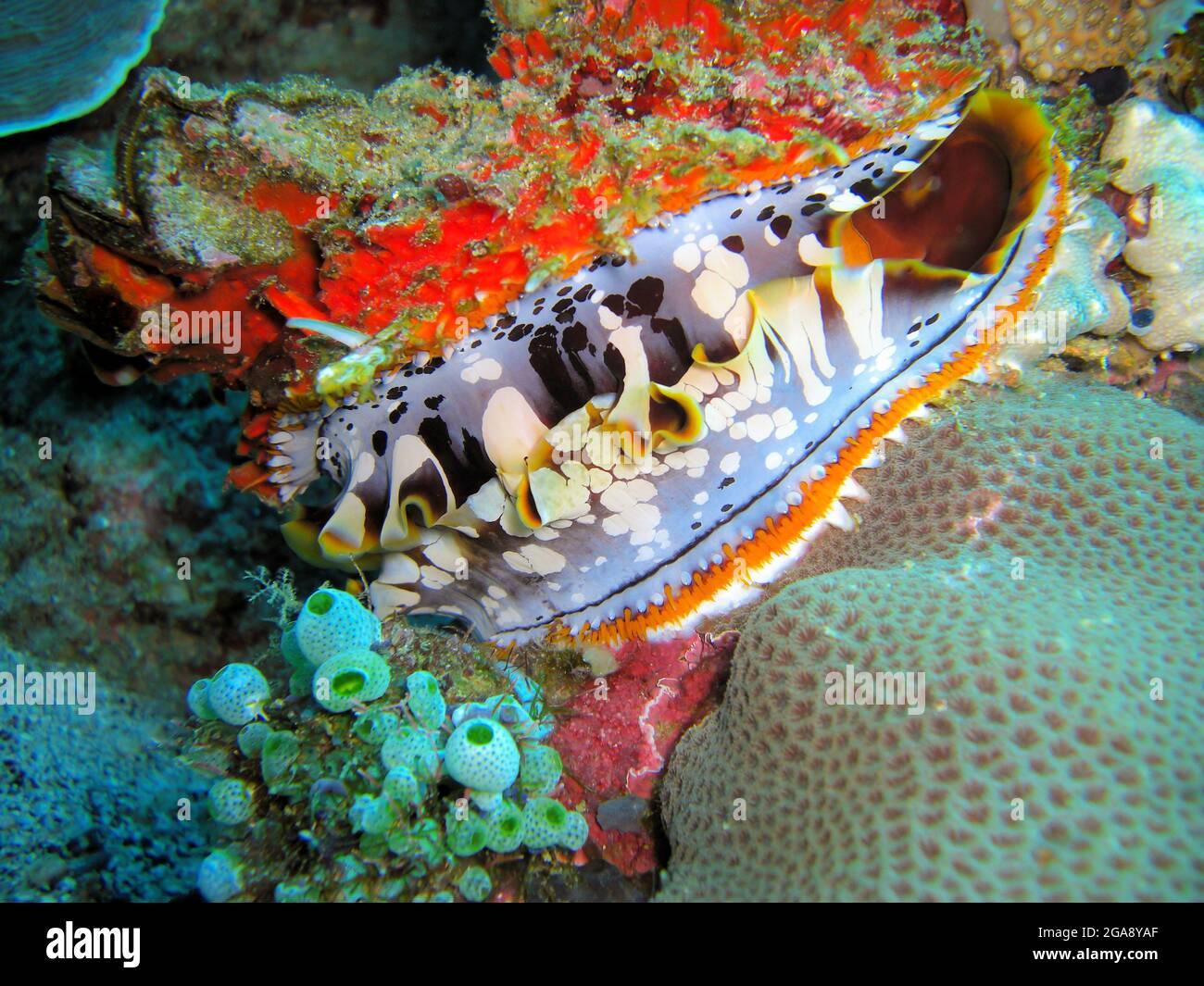 Fascinating and colored Shell on the ground in the filipino sea 23.10. ...