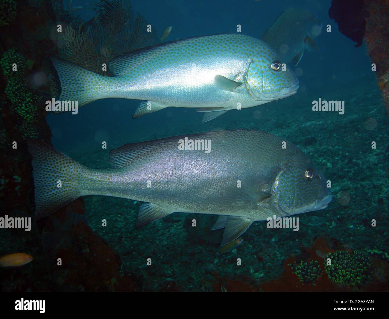 Two painted Sweetlips (Diagramma Pictum) swimming together in the ...