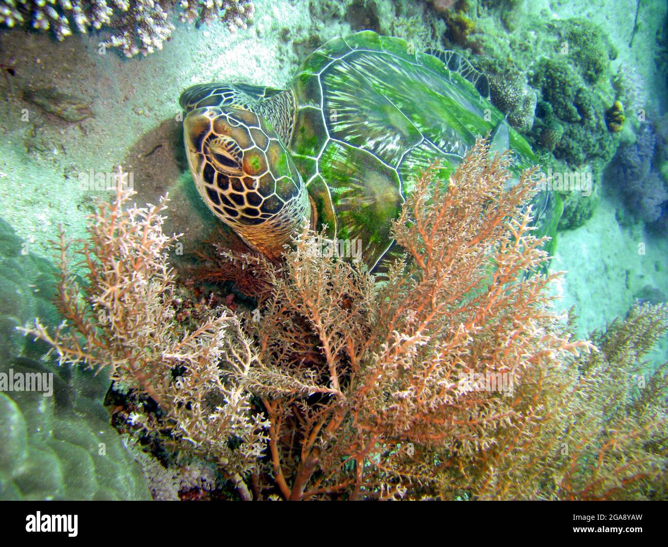 Sea Turtle Cheloniidae is diving in the filipino sea 2.2.2018 Stock ...