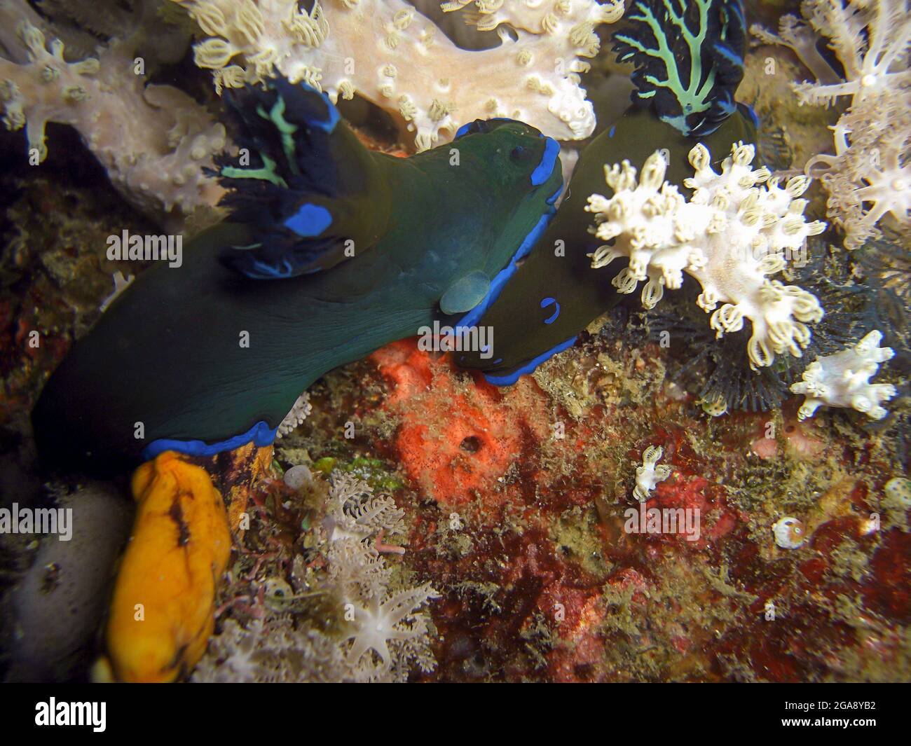 Neon Slug (Nembrota Milleri) on the ground in the filipino sea 28.2. ...