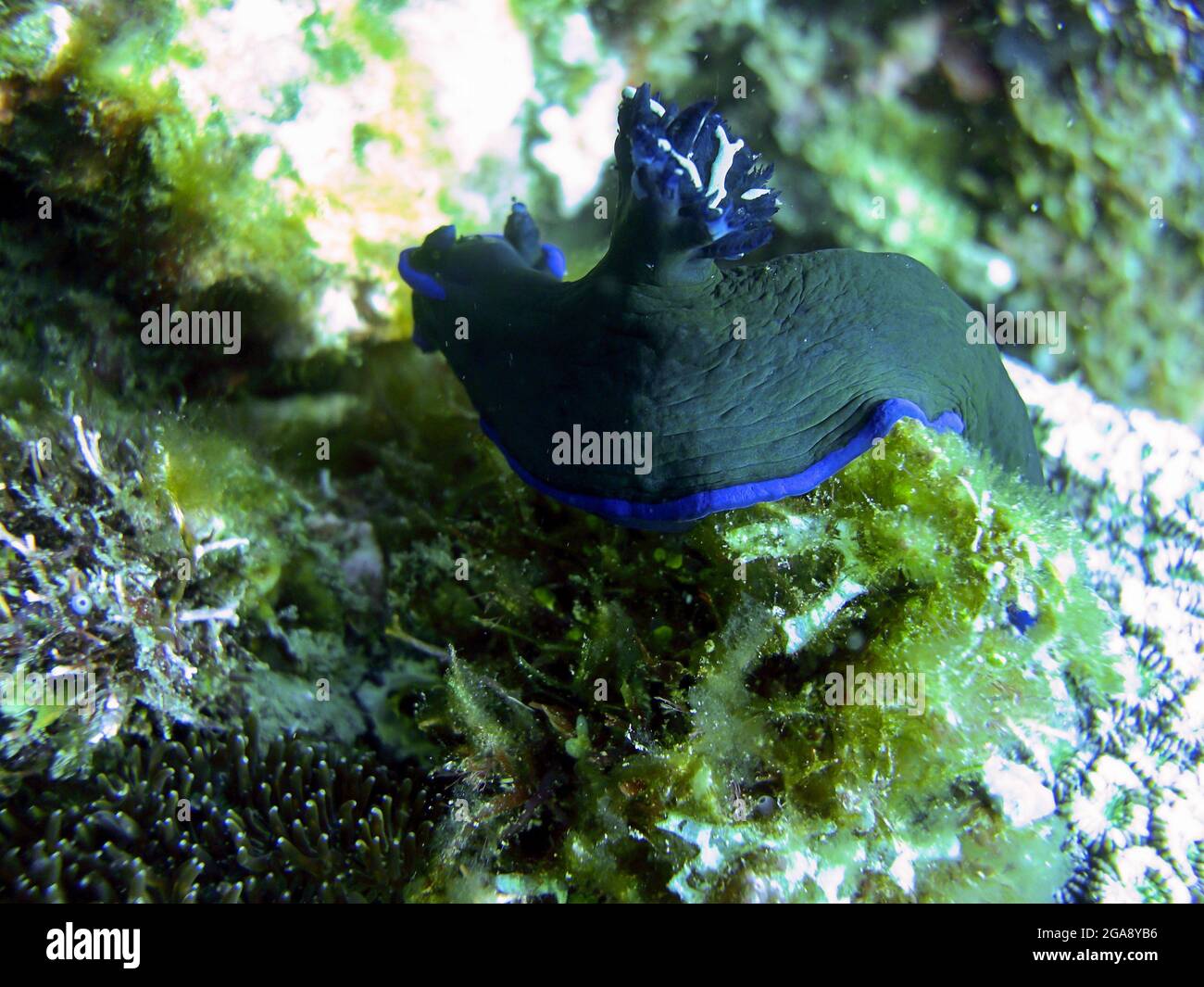 Neon Slug (Nembrota Milleri) on the ground of the filipino sea 27.2. ...