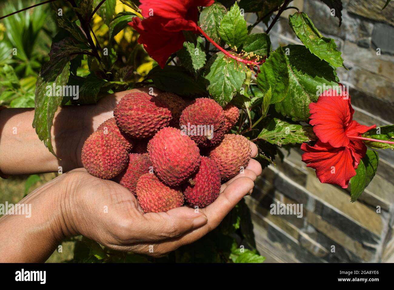 SideFemale holding Litchi fruits with nature outdoor background. (Lichi ...