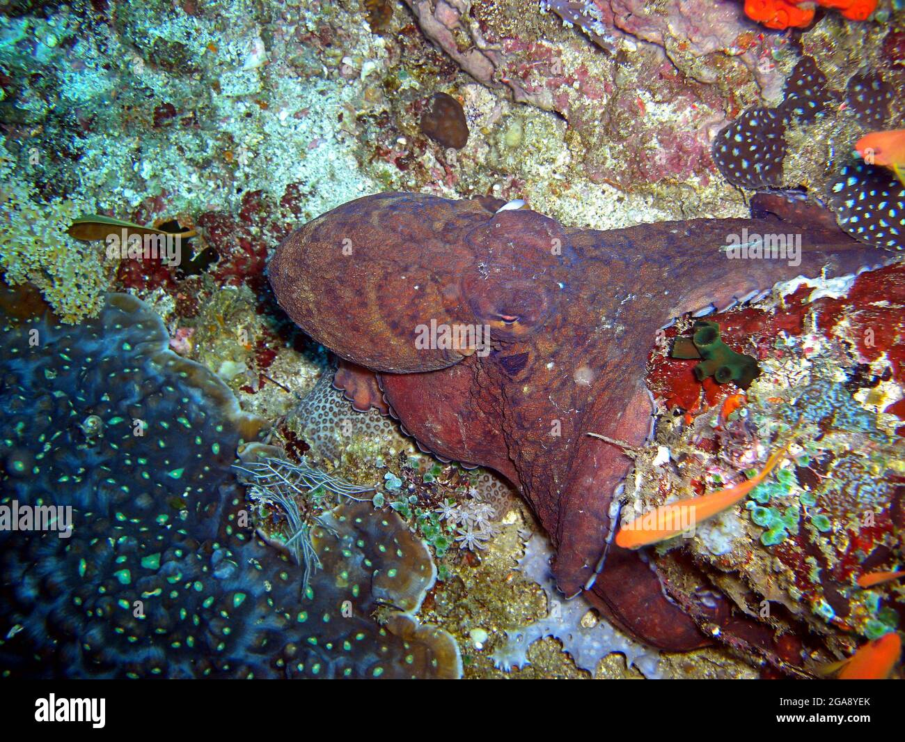 Octopus underwater scenery hi-res stock photography and images - Alamy