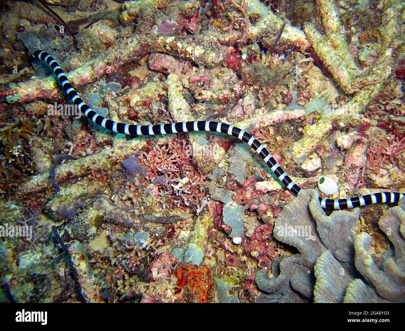 Banded Sea Krait (Laticauda Colubrina) on the ground in the filipino ...