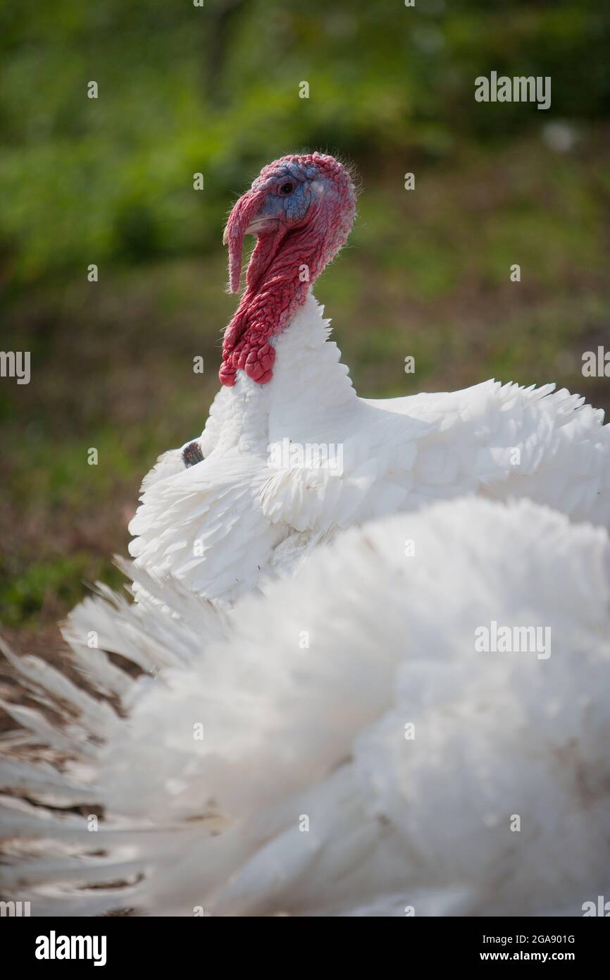 White turkeys in a farm, in Hungary. Beautiful livestock. Beauty and ...
