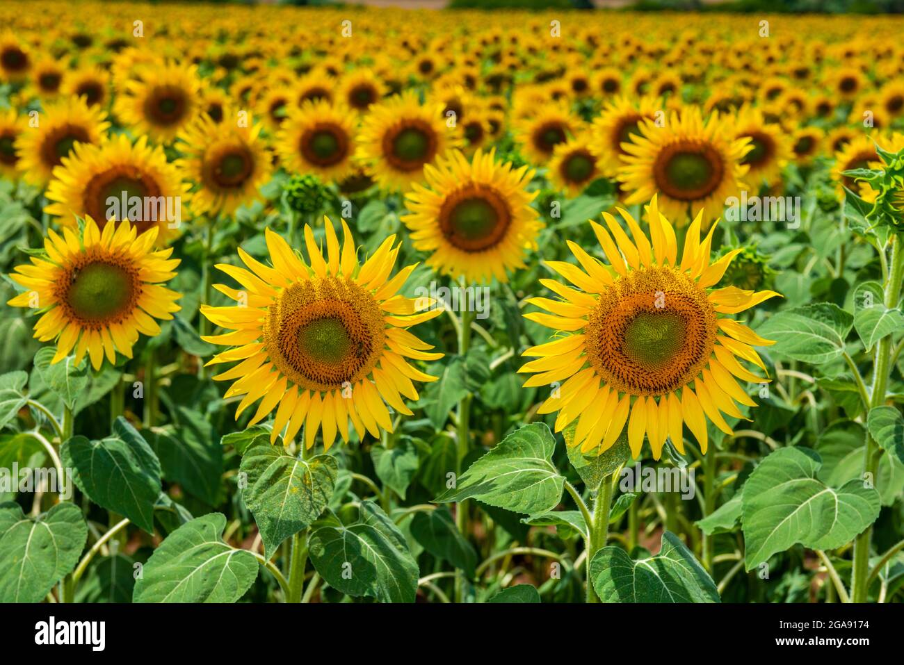 Sunny beautiful day hi-res stock photography and images - Alamy