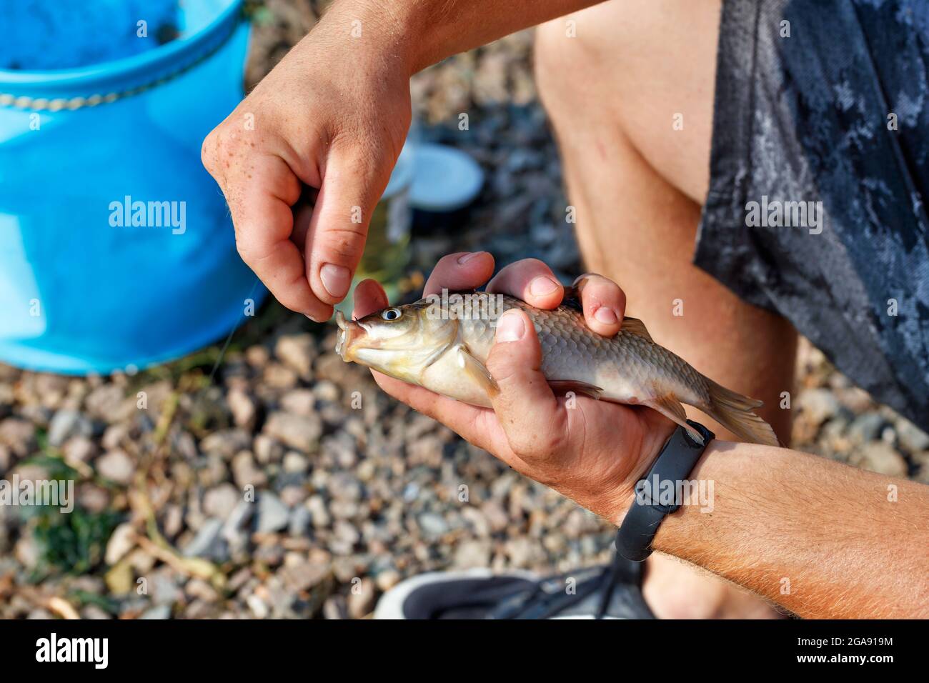 Pebble fish hi-res stock photography and images - Alamy