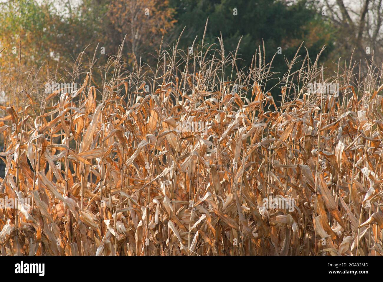 Summer farming hi-res stock photography and images - Alamy