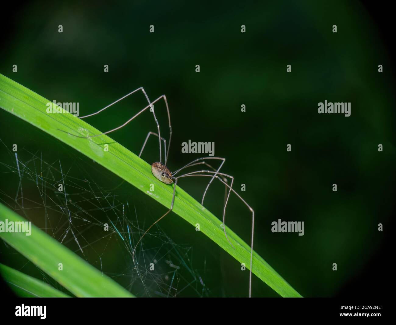 Long legged harvestman hi-res stock photography and images - Alamy